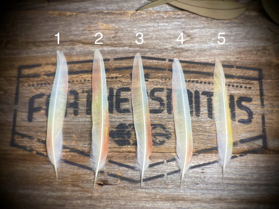 Ethical Australian Cockatiel Feathers Boho Wedding Feathers Country and ...