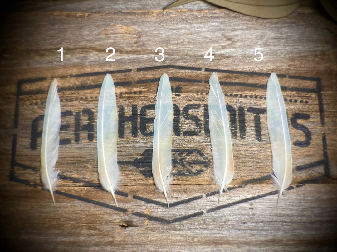 Real Australian Cockatiel Feathers Ethical Boho Wedding Feathers ...