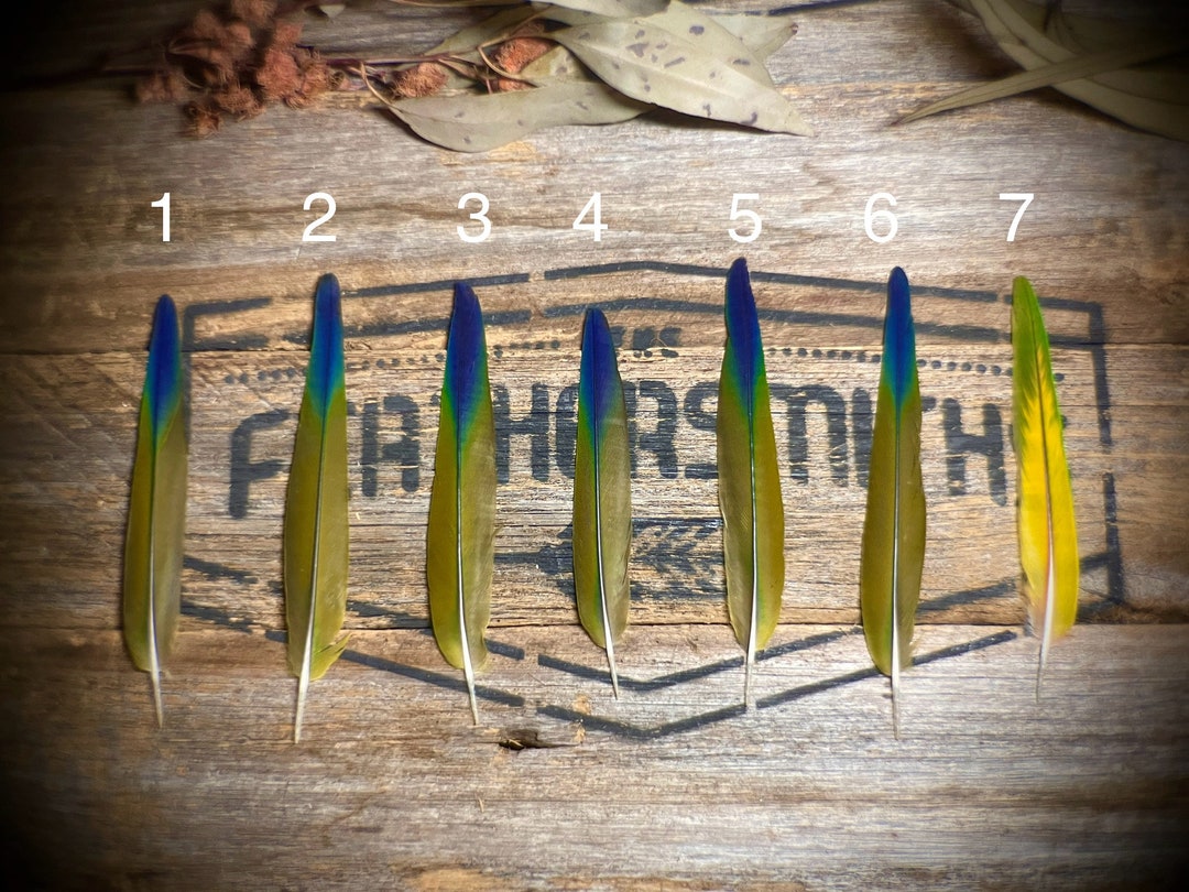 Ethical Sun Conure Parrot Feathers - Real Australian Feathers ...