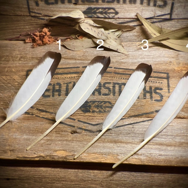 Swan Feathers - Etsy