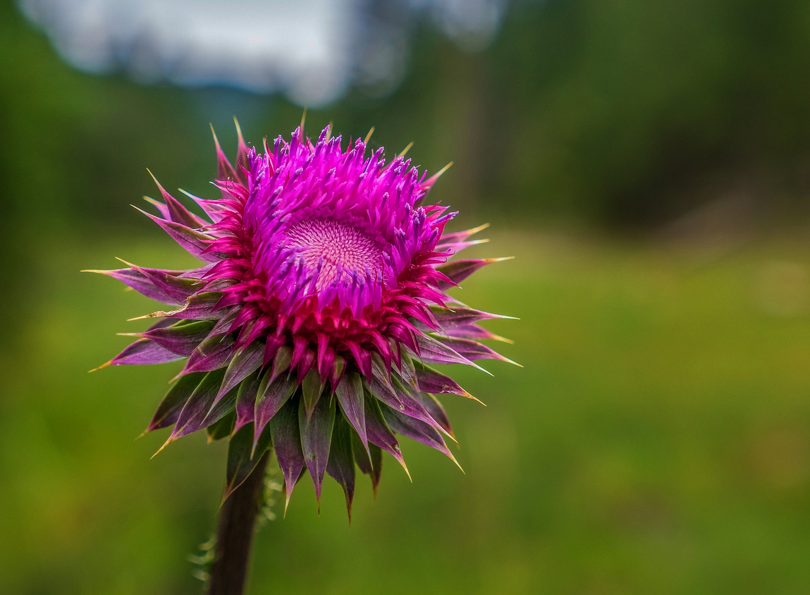 Wild Pink Thistle New Mexico Flower Against Bokeh Green Background ...