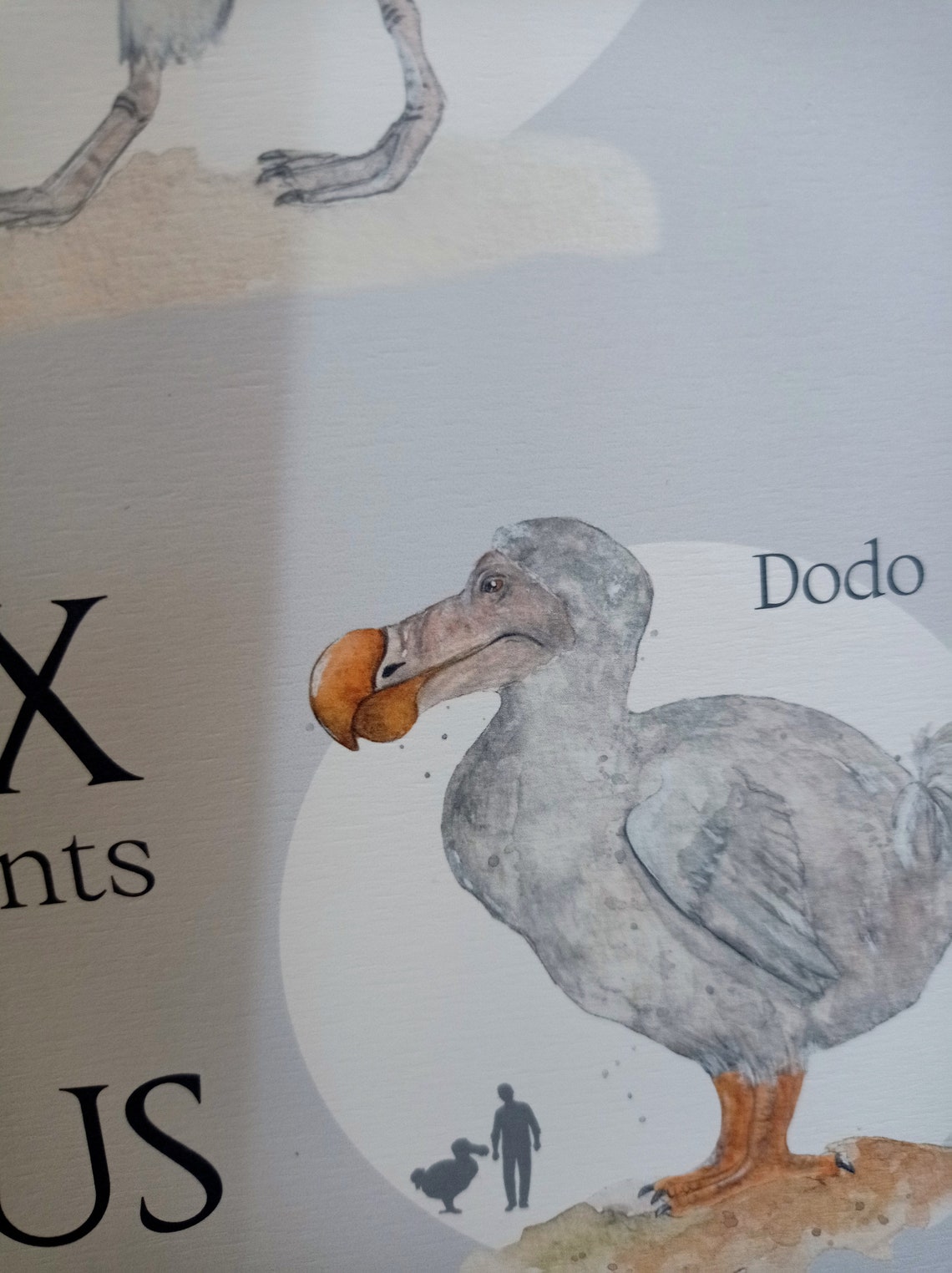 Extinct Giant Birds Poster - Etsy