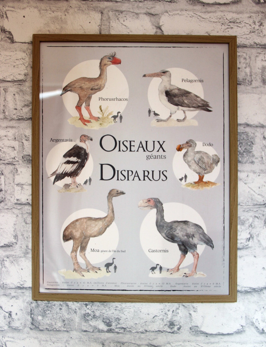 Extinct Giant Birds Poster - Etsy