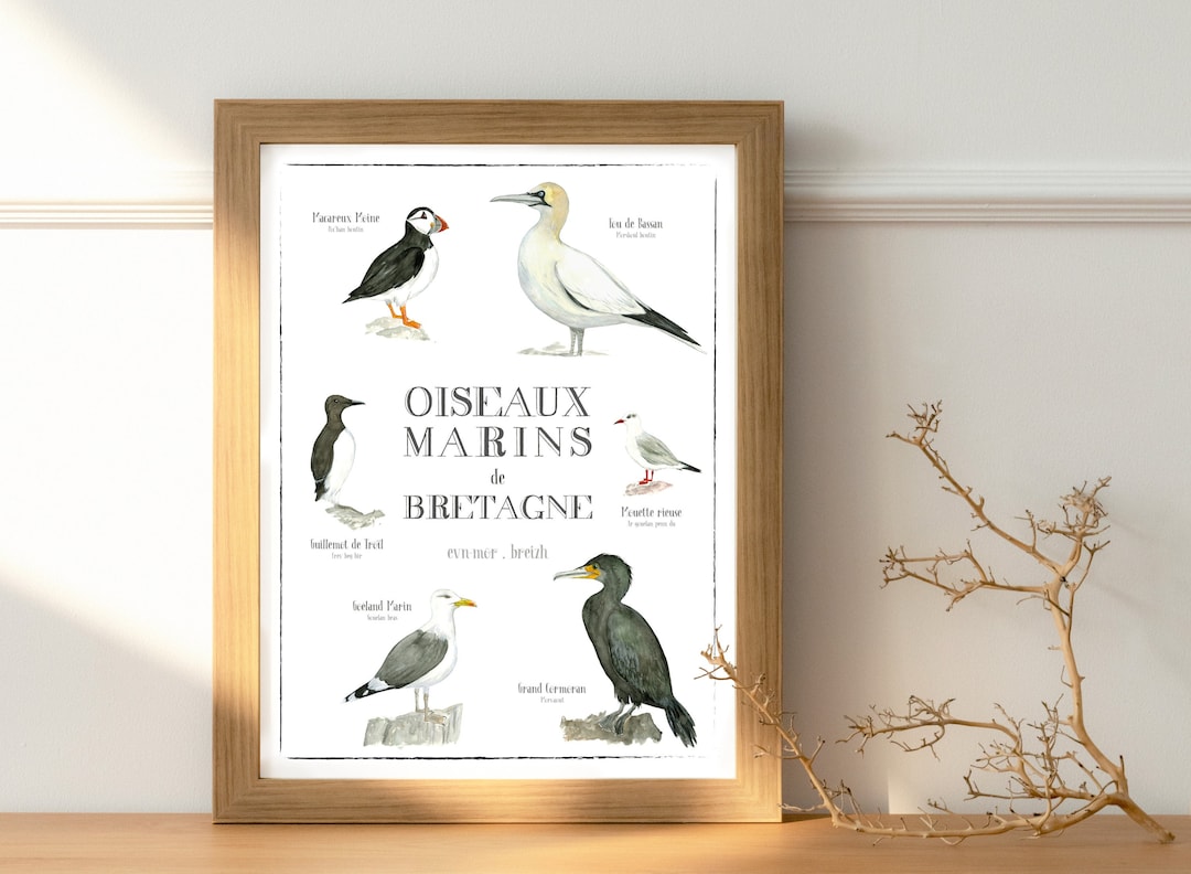 Poster of Seabirds of Brittany - Etsy