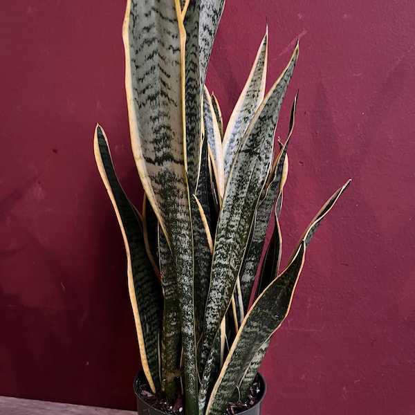Large Snake Plant - Etsy
