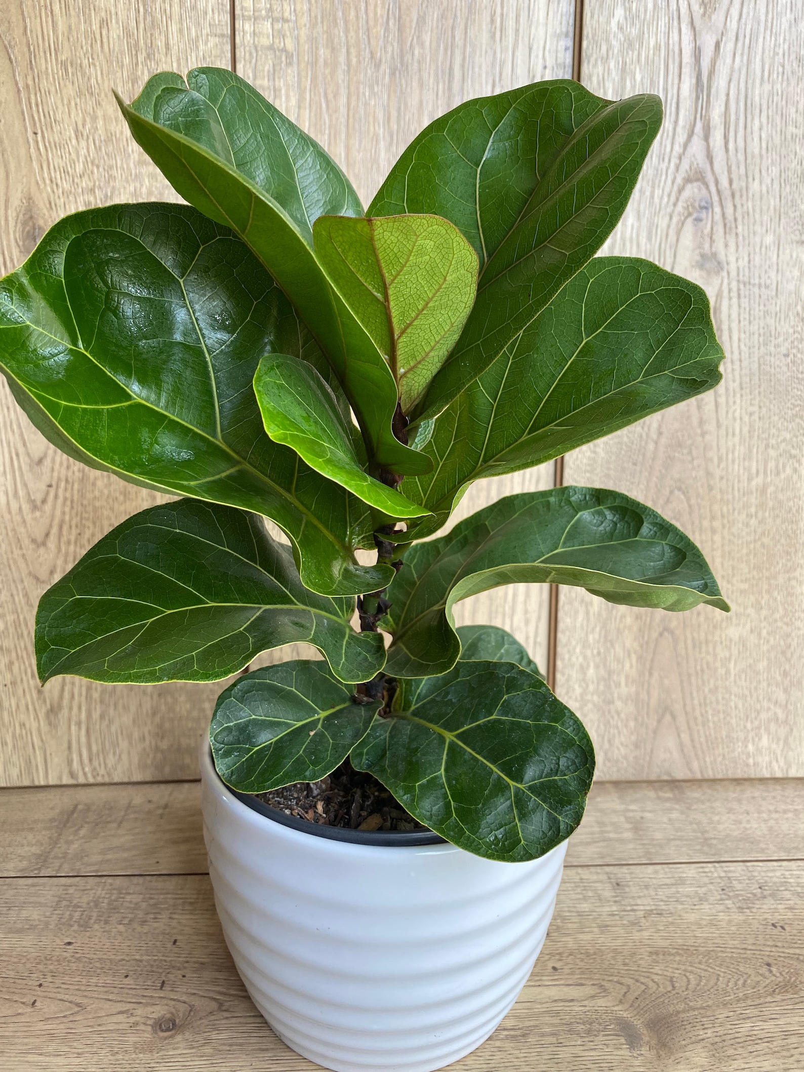 Ficus Lyrata Bambino in 6 pot | Etsy