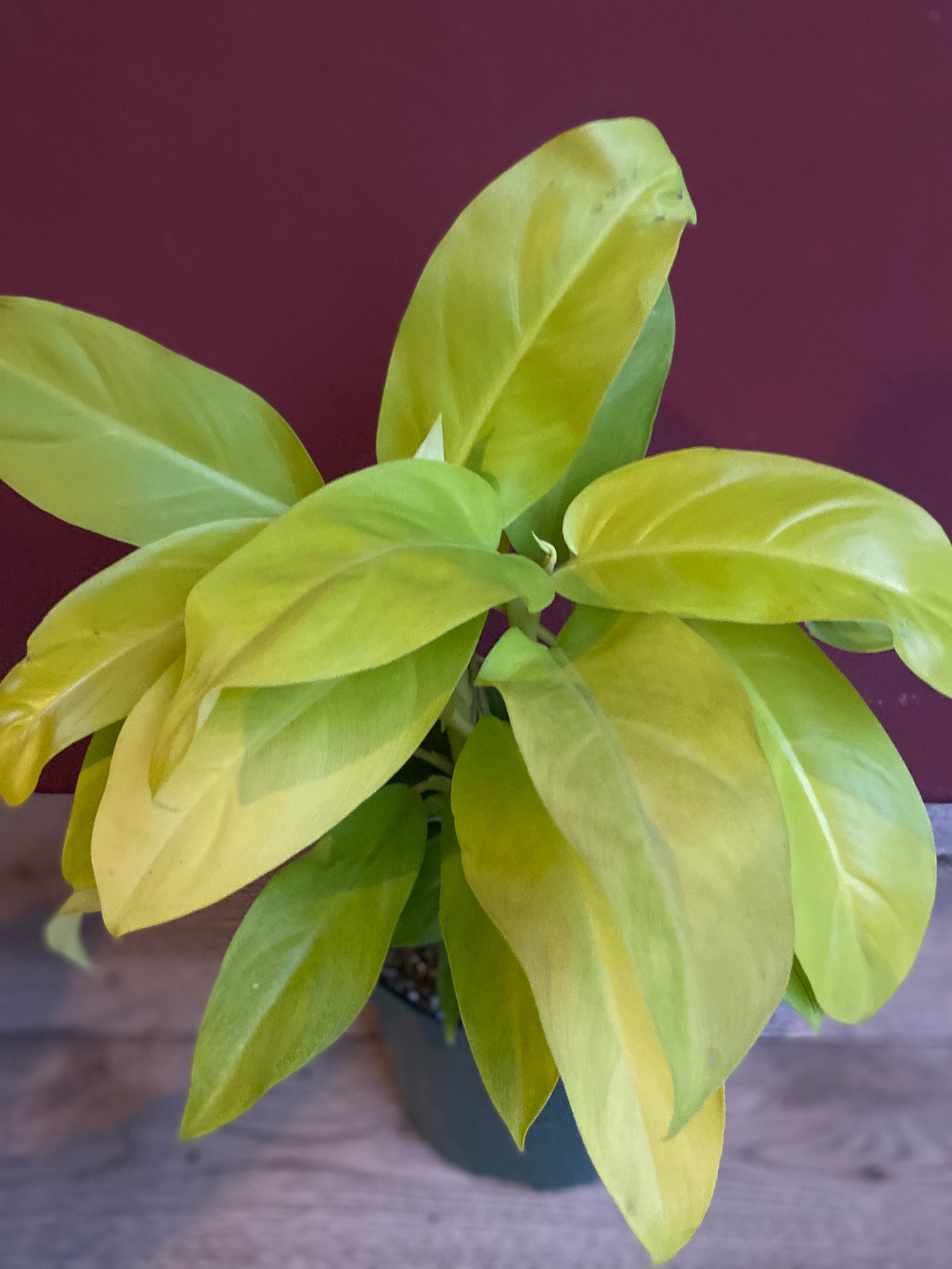 Philodendron Golden Goddess en pot de 8 | Etsy