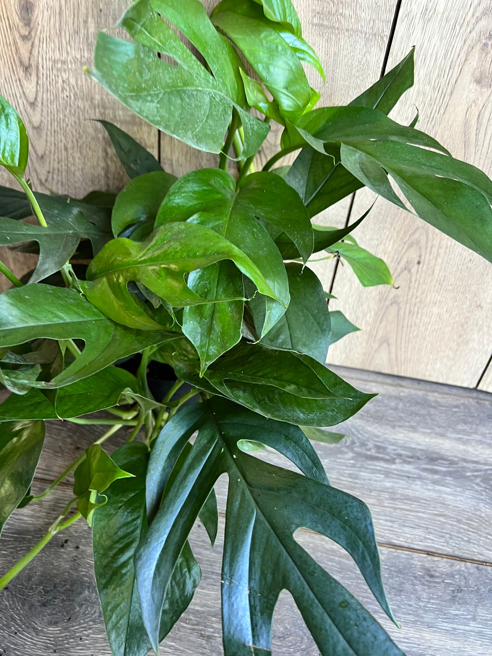 Rare Baltic Blue Pothos Epipremnum Pinnatum in 6 - Etsy