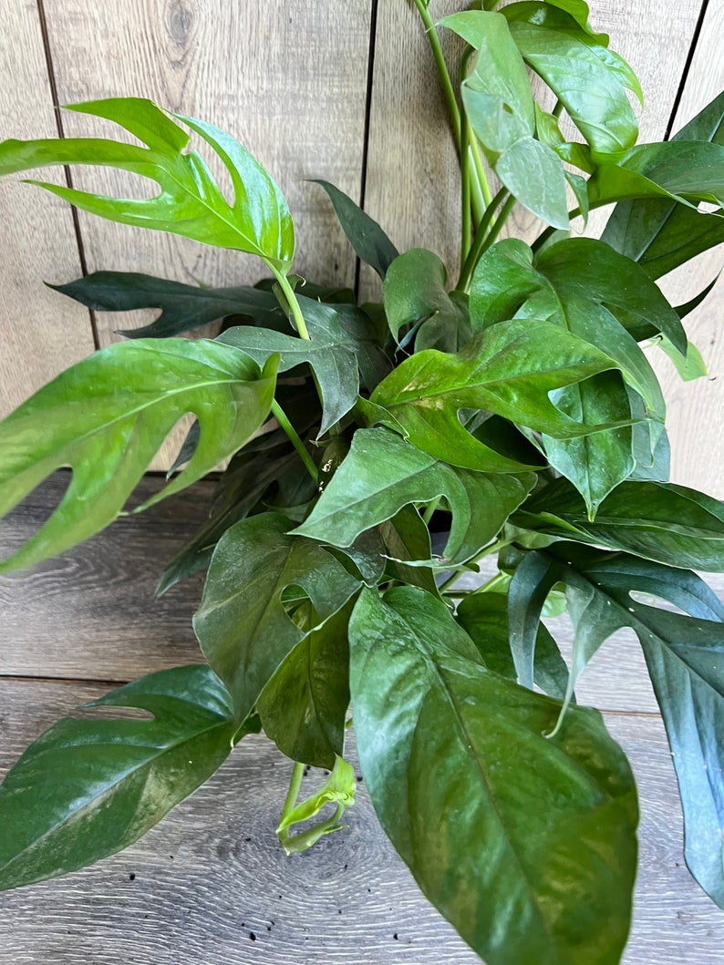 Rare Baltic Blue Pothos Epipremnum Pinnatum in 6 - Etsy