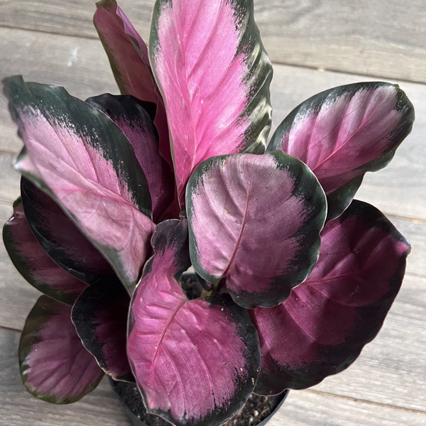 Calathea Pink Star - Etsy