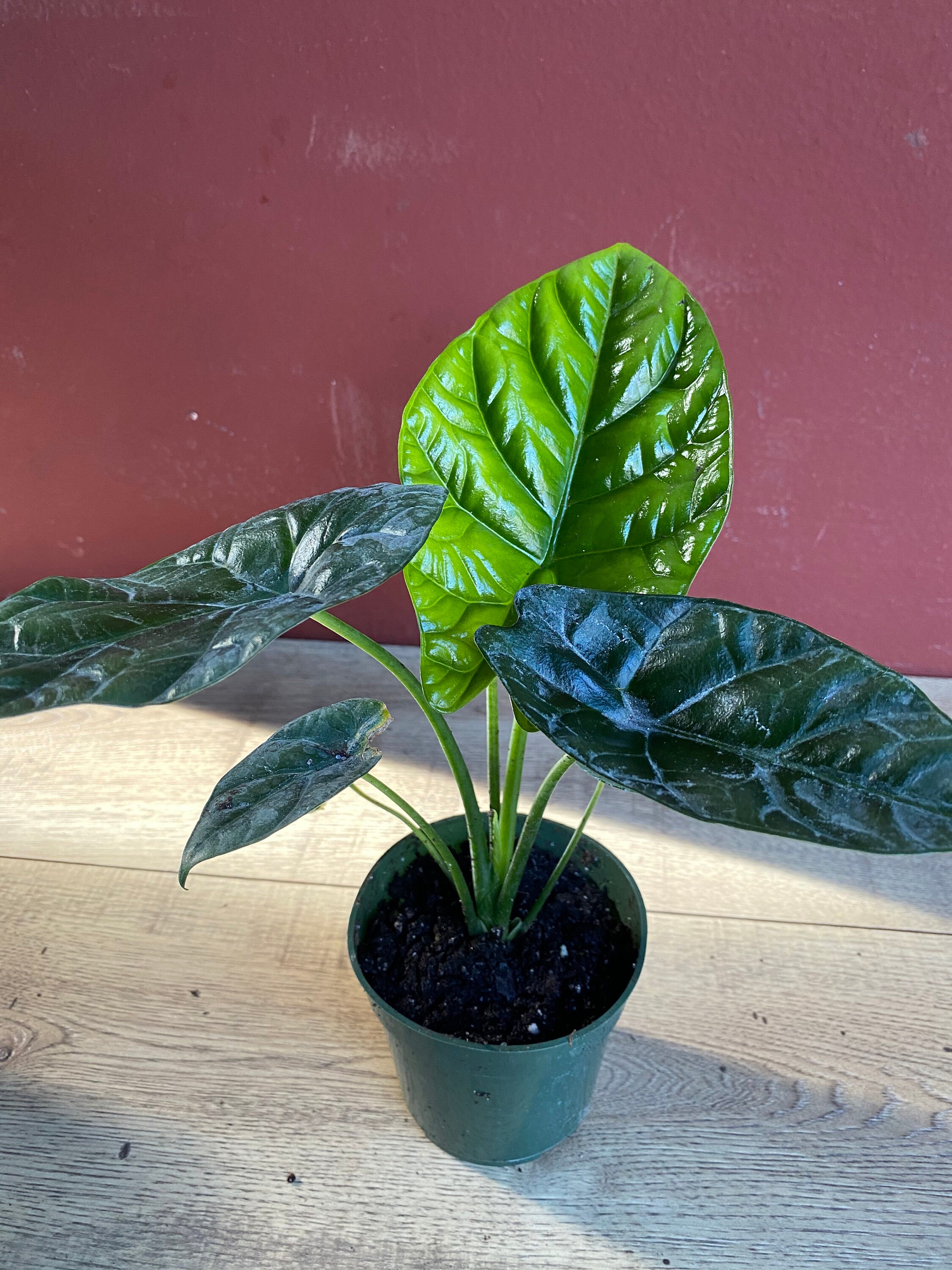 Alocasia Sinuata in 4 pot Quilted Dream - Etsy Schweiz