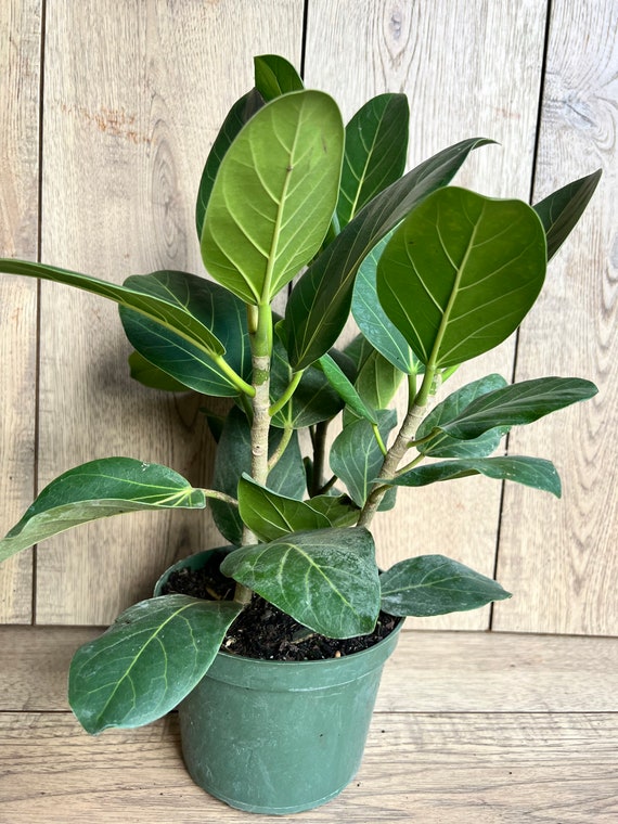 Ficus Audrey: How To Care For India's National Tree As A, 41% OFF