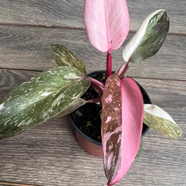 Philodendron Pink Princess Marble - Etsy