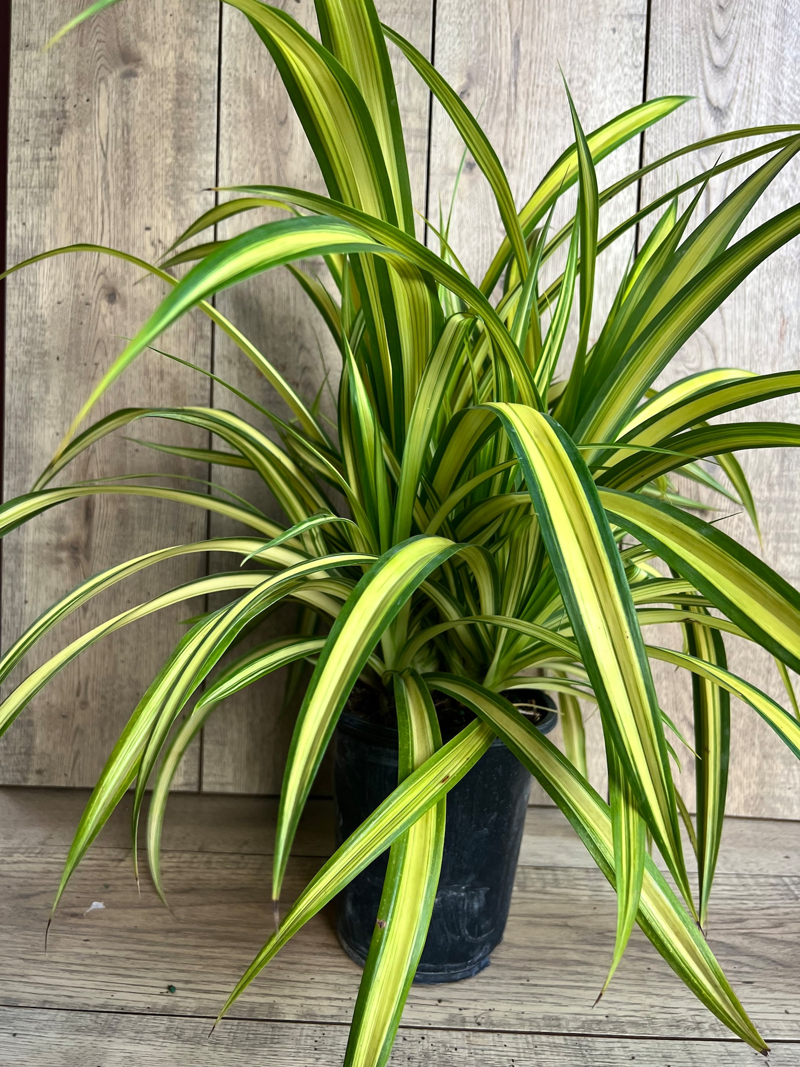 Large Pandanus Baptistii Aureus Variegated Dwarf Pandanus in - Etsy