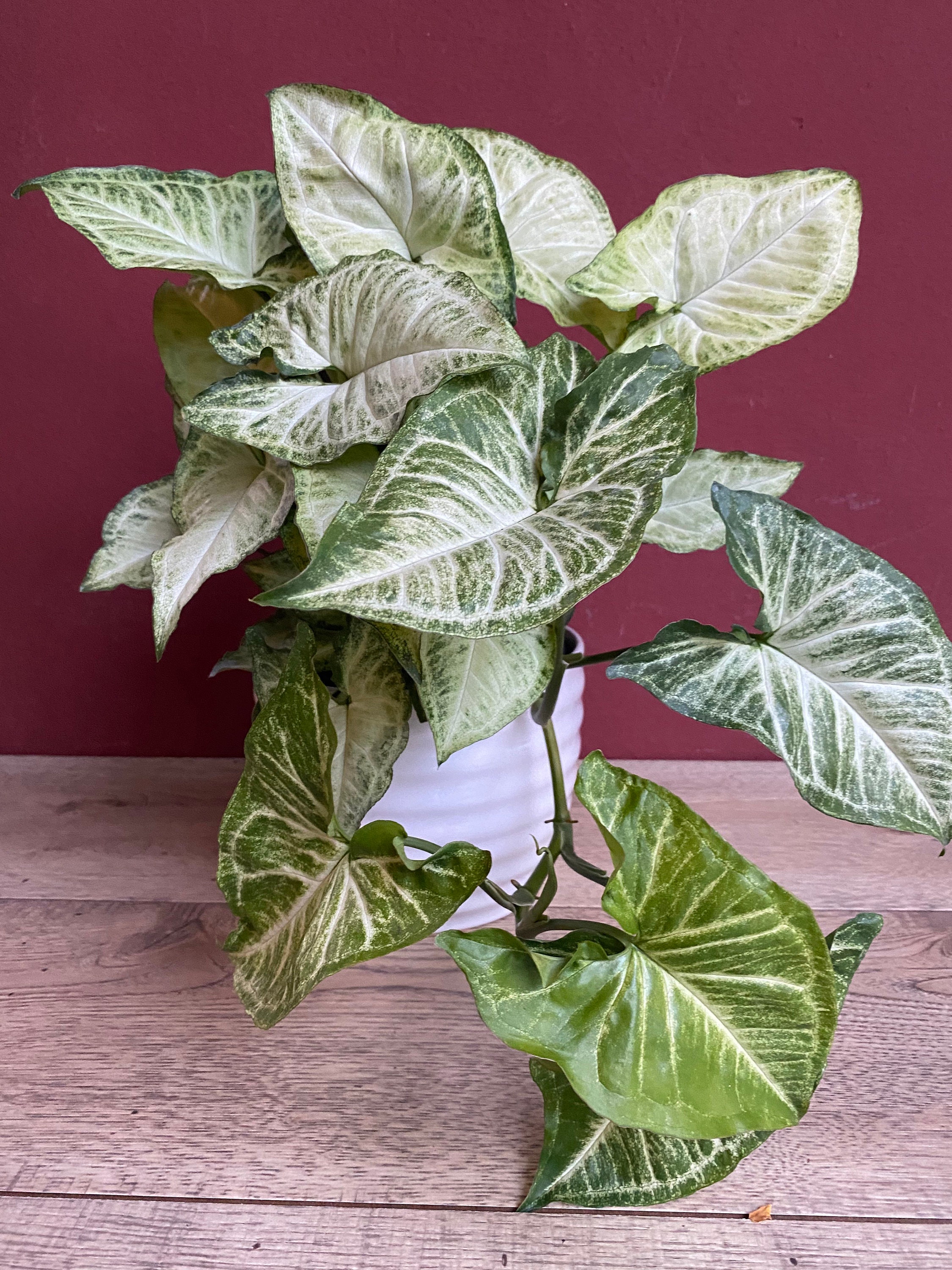 Syngonium Podophyllum Nephthytis