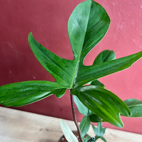 Florida Green Philo - Etsy