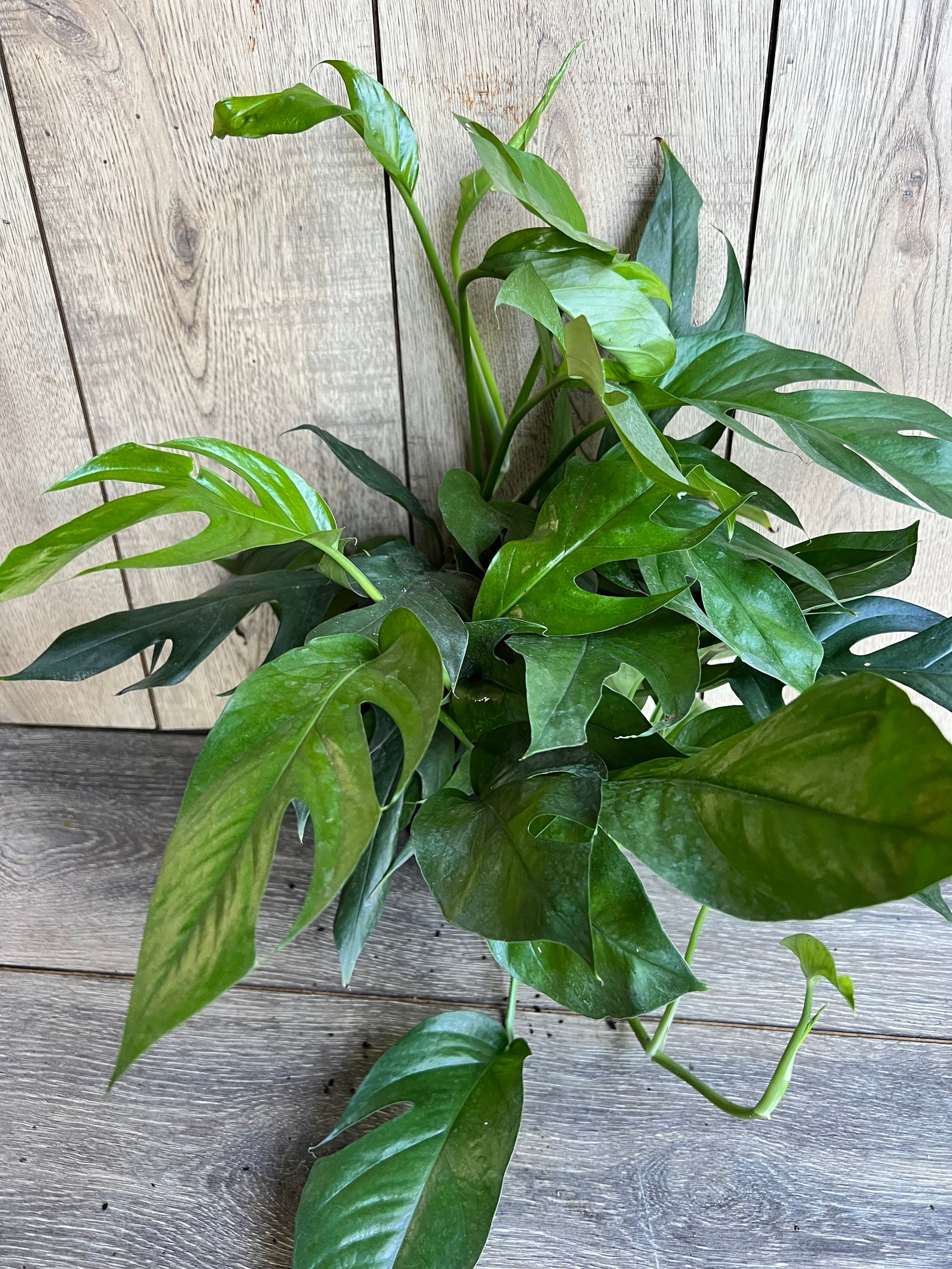 Rare Baltic Blue Pothos Epipremnum Pinnatum in 6 - Etsy