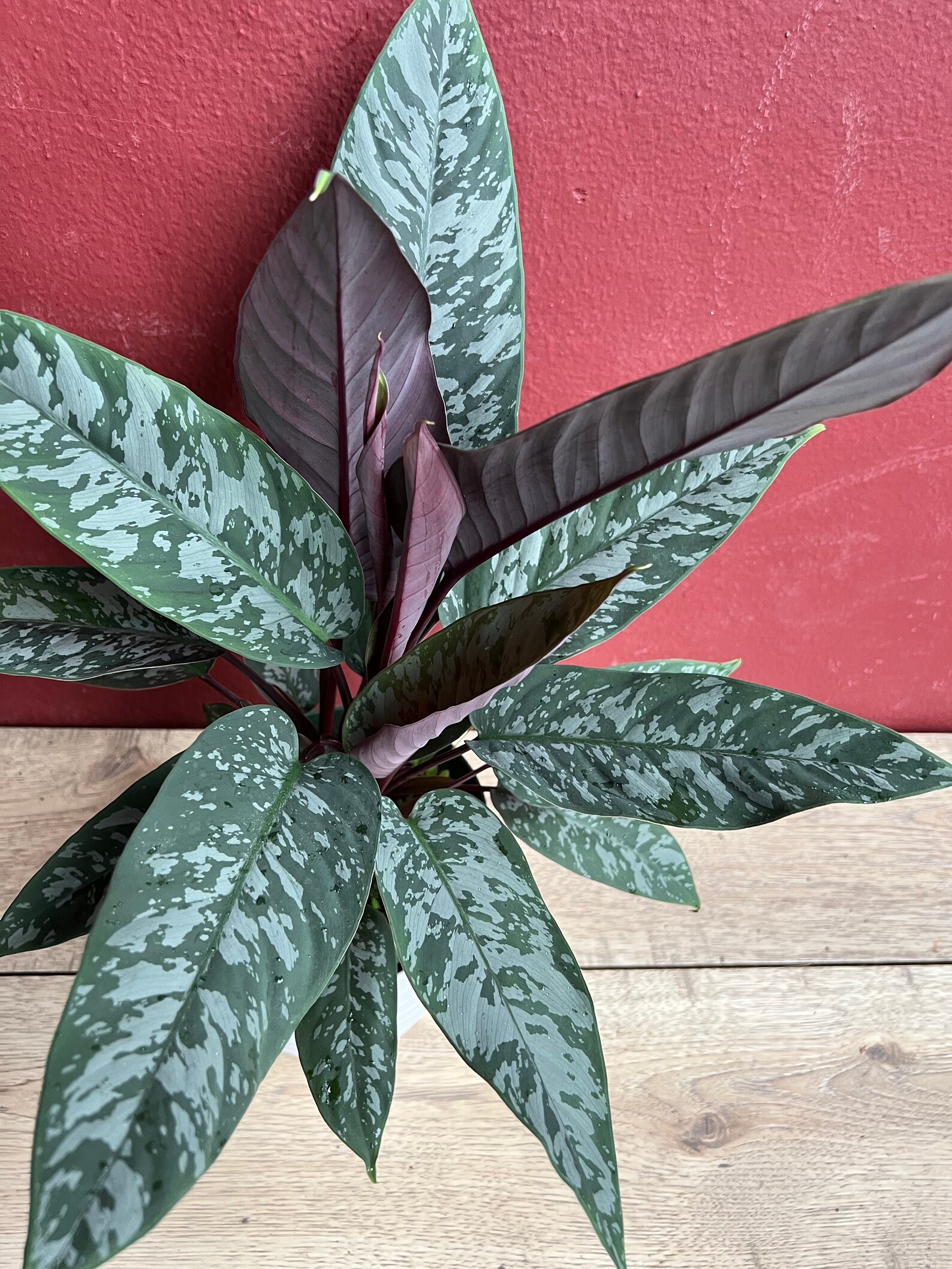 Apoballis Acutissima 'lavaille' Red Sword 6 Pot - Etsy