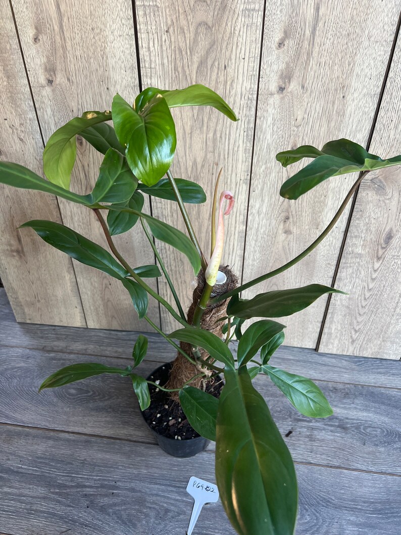 Philodendron 69686 in 6 Pot Philo 69 - Etsy