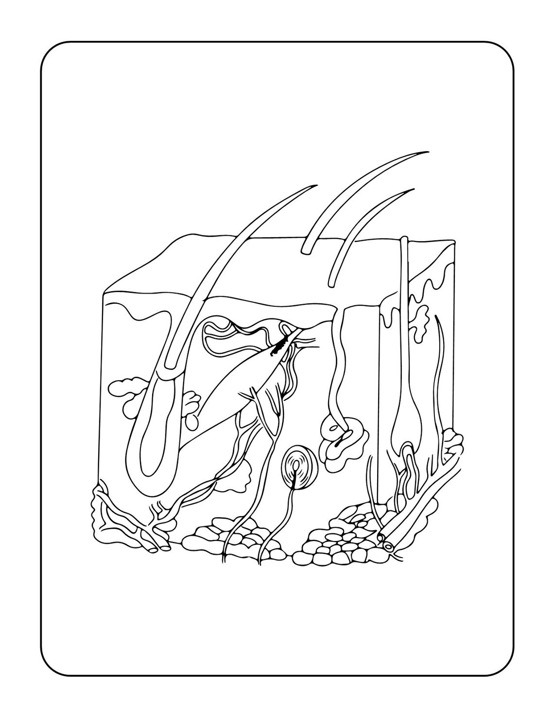 Human body coloring pages pack of 20 coloring pages | Etsy