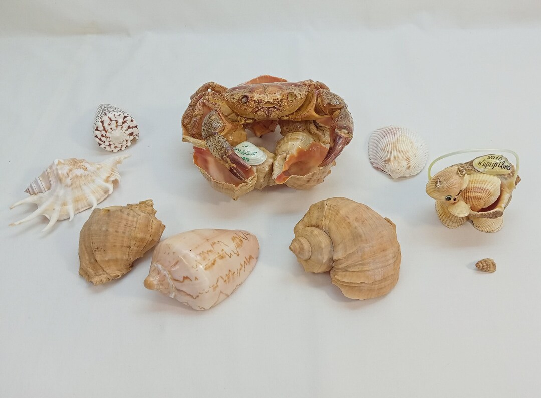 Shell Hermit Crab Shells Seashells Collectible Decorative - Etsy