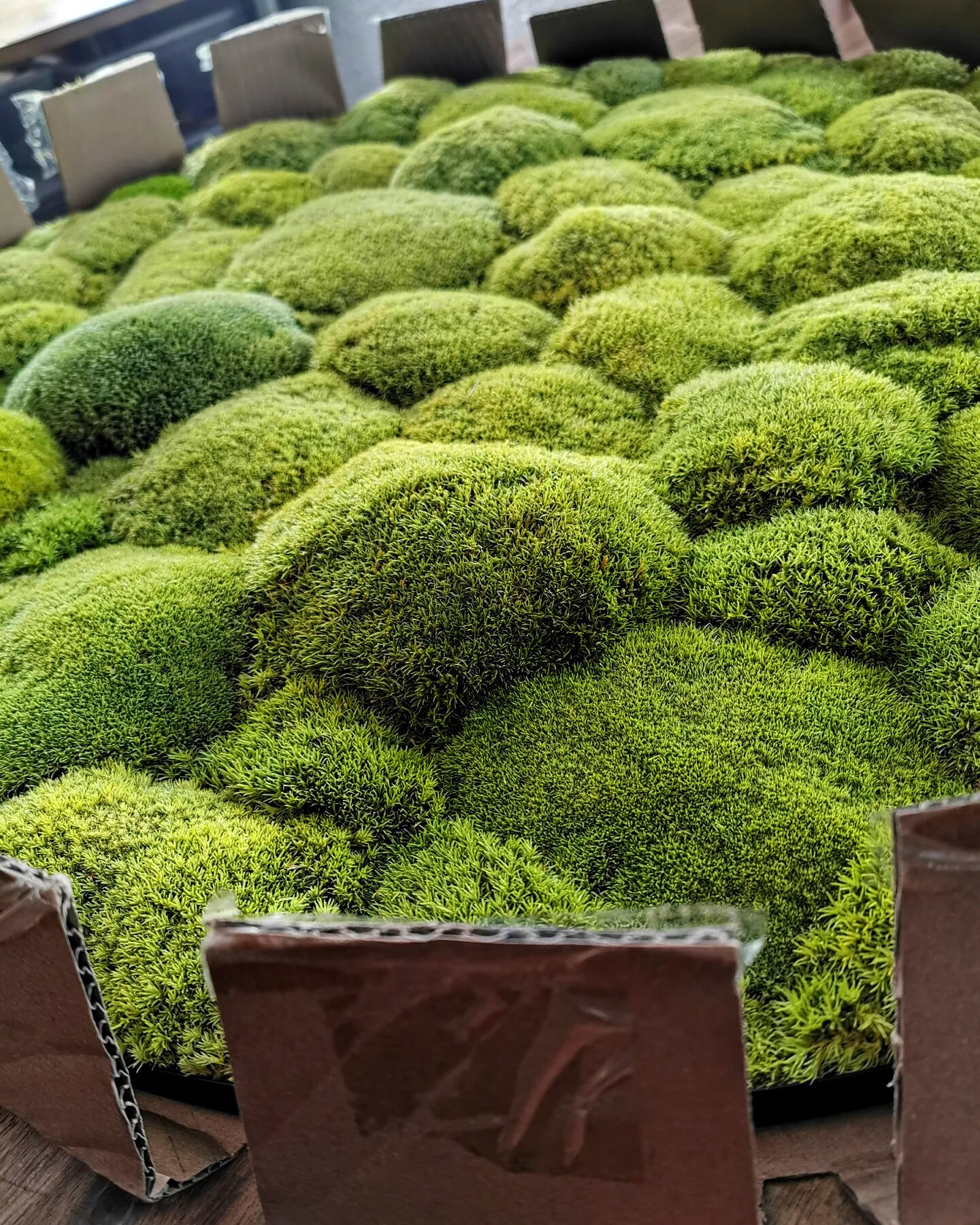 Moss Picture Round Ball Moss Wall Art Moss Wall Mural Ø 30-100 Cm Plant ...