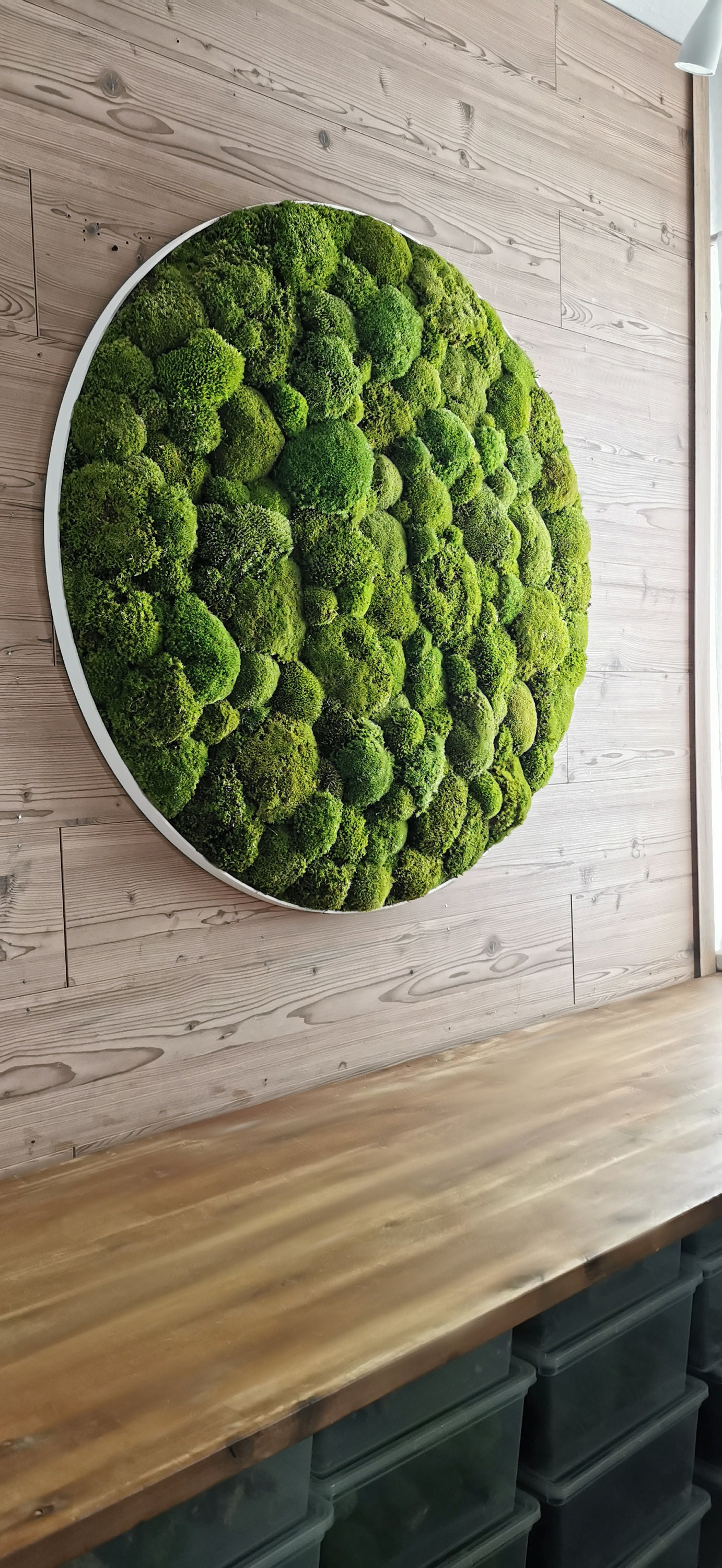Moss Picture Round Ball Moss Wall Art Moss Wall Mural Ø 30-100 Cm Plant ...