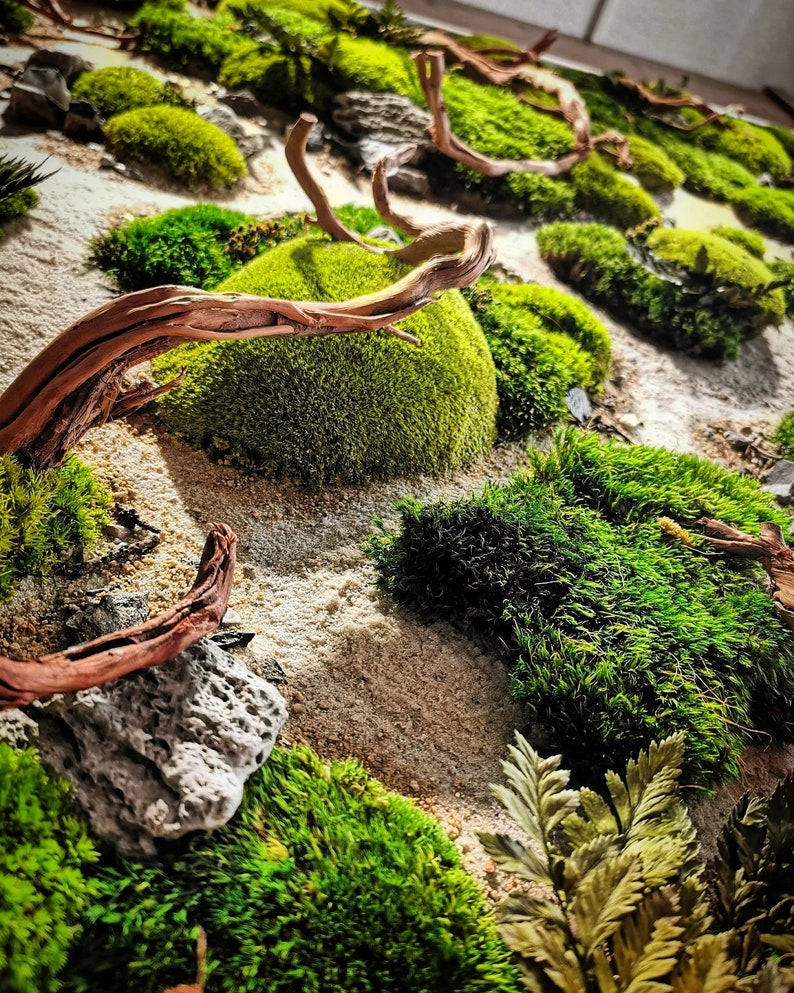 Moss Picture Wooden Picture Art Moss Wall Mural Wood 120-200 Cm Natural ...