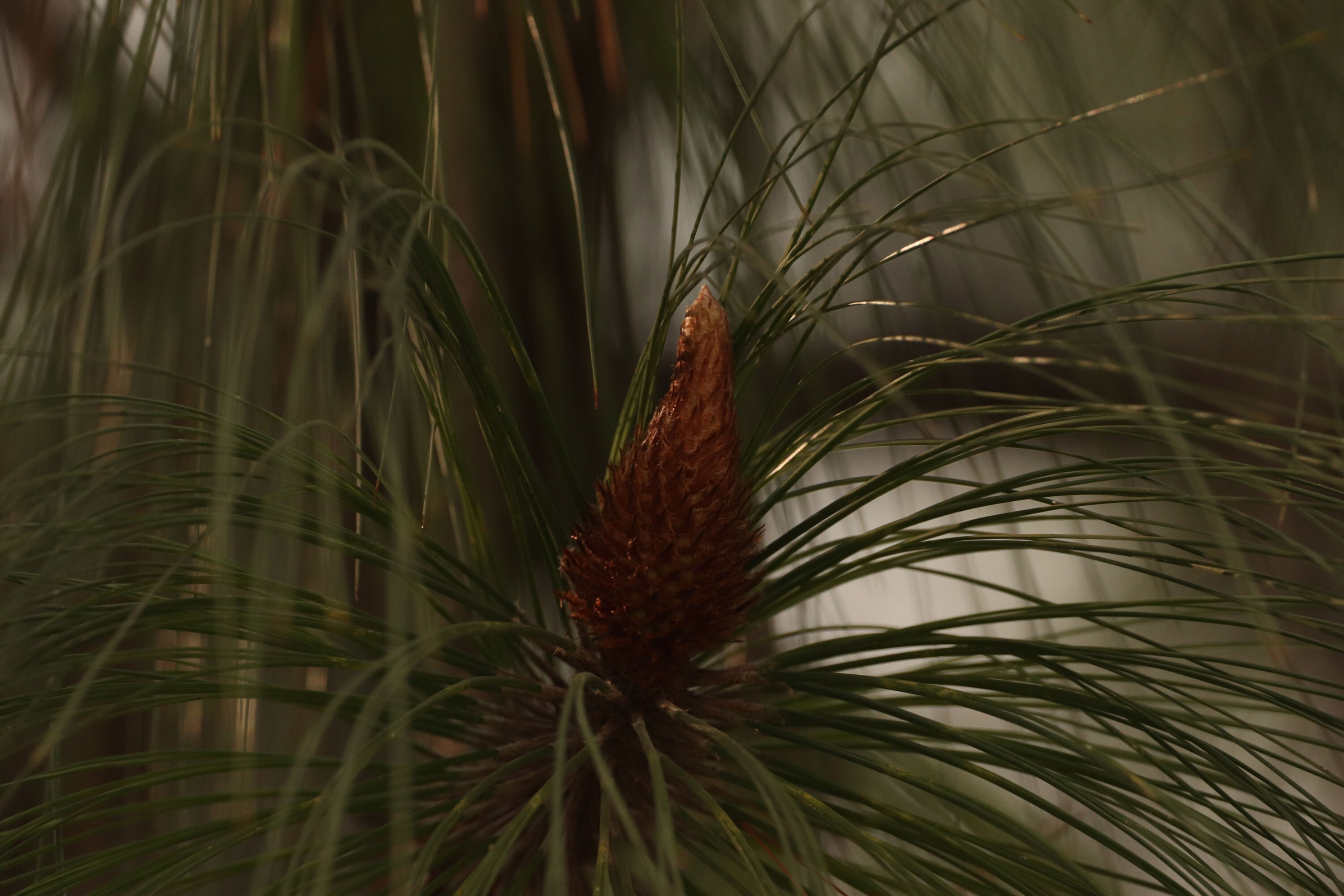 Pinus Roxburghii Pine Tree Botanical Nature Digital Print - Etsy