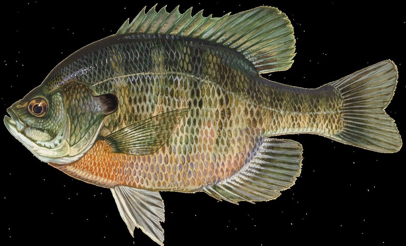 Custom Bluegill Lure - Etsy