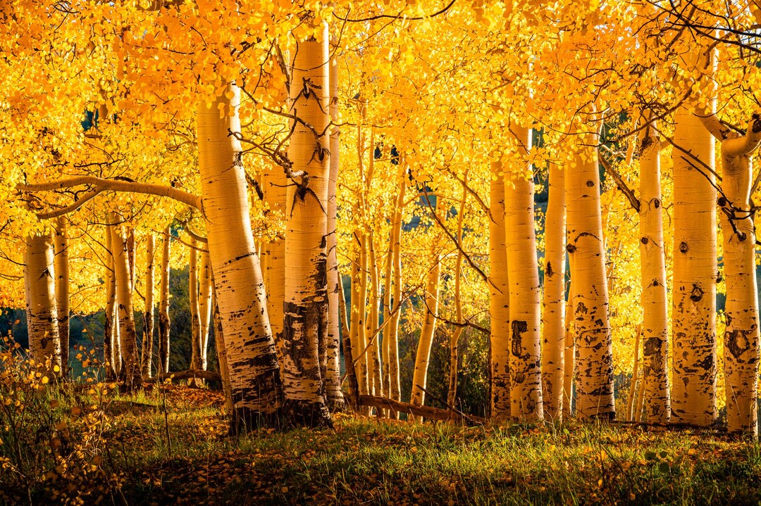 8" X 10" Print of Golden Aspen Trees - Etsy