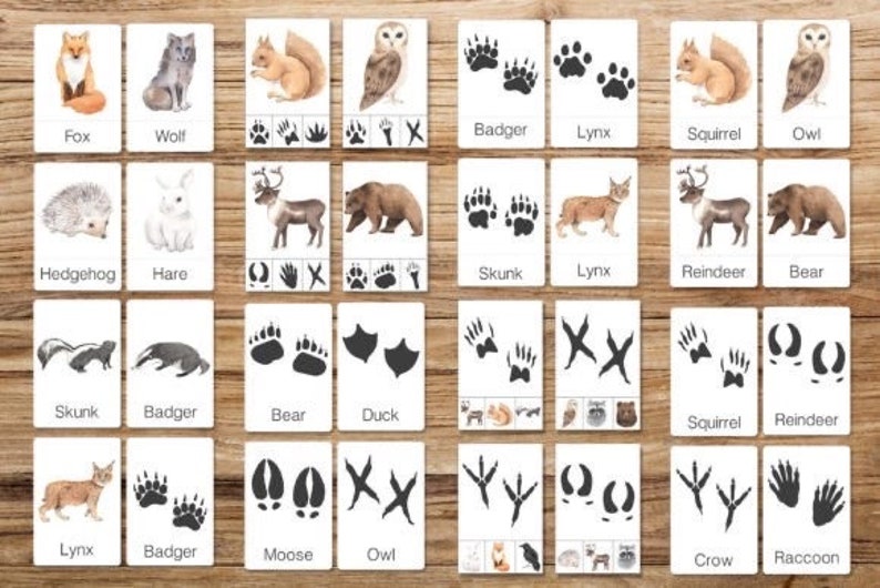 Learn About Animal Tracks Using This Winter Animal Tracks Unit Study ...