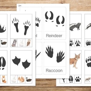 Learn About Animal Tracks Using This Winter Animal Tracks Unit Study ...