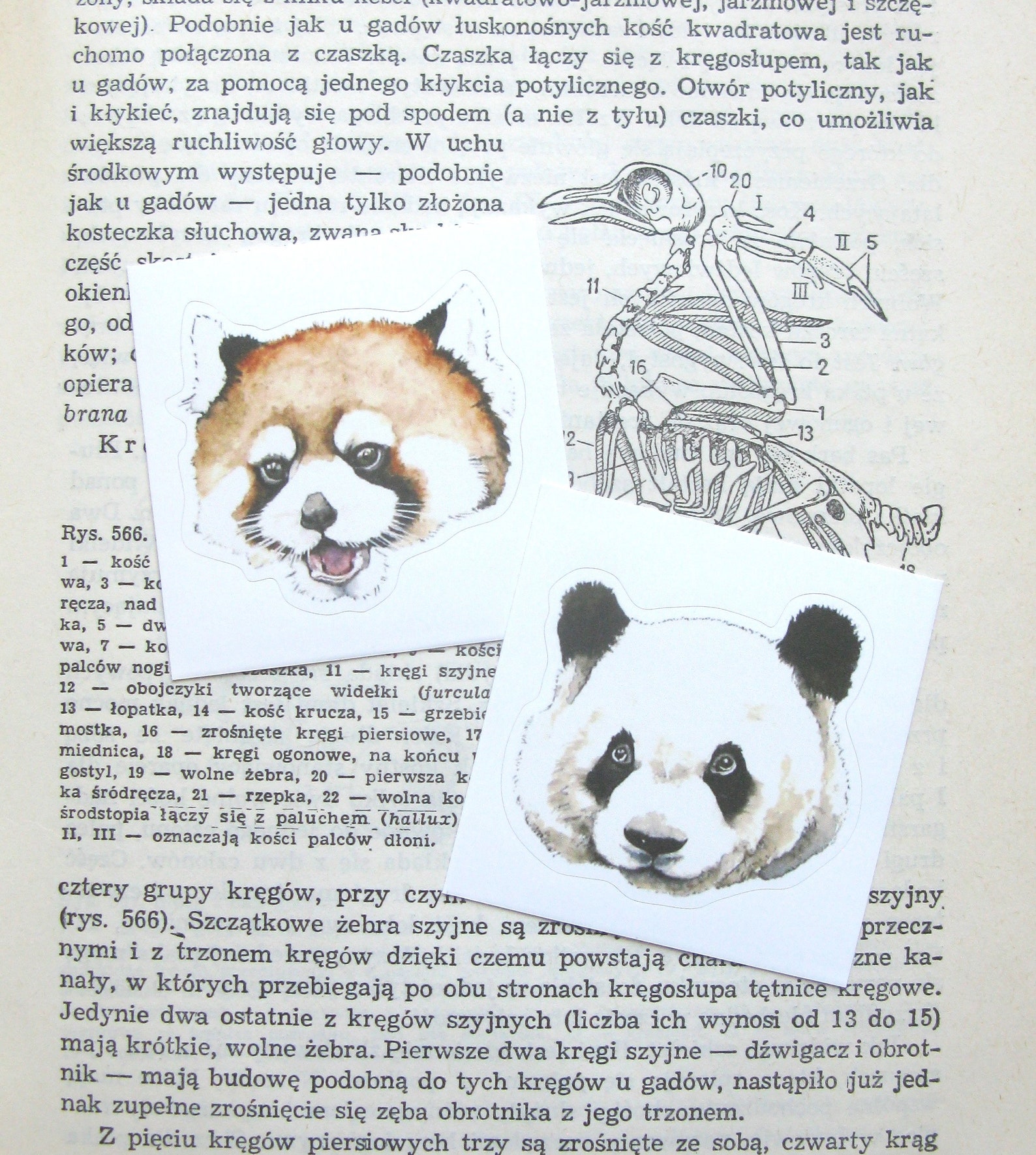 Red Panda and Giant Panda Plastic Matt Stickers - Etsy