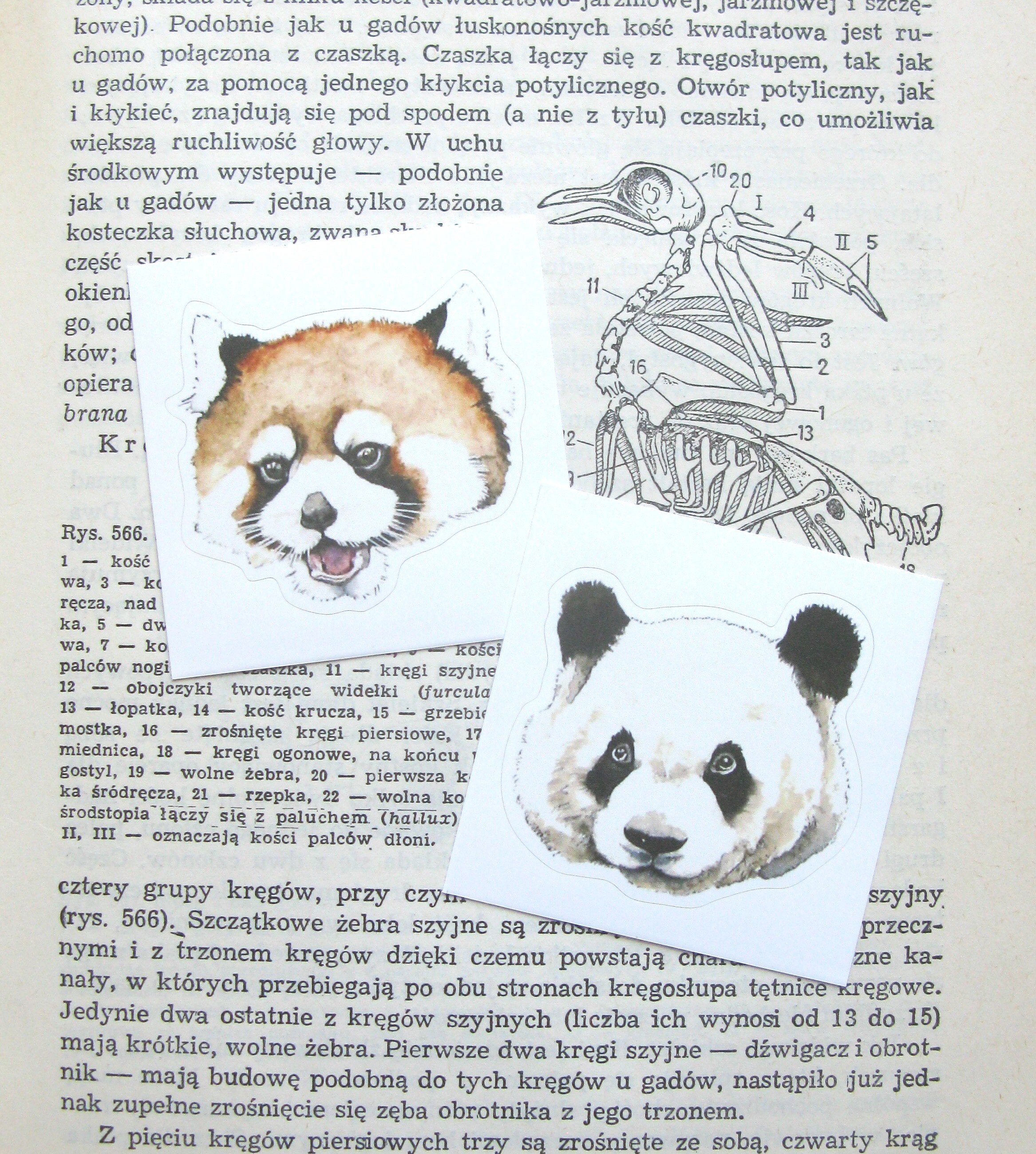 Red Panda and Giant Panda Plastic Matt Stickers - Etsy