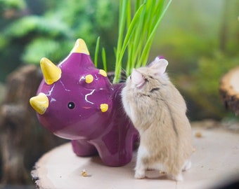 Hamster Starter Kit - Etsy