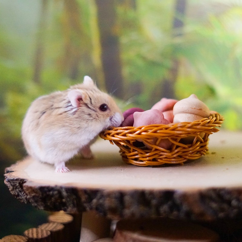 Hamster Hideout - Etsy