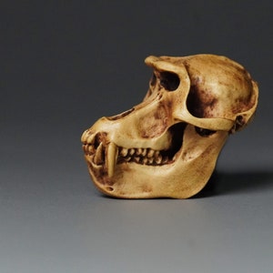 Miniature Gelada Baboon Skull Wood Sculpture - Etsy