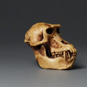Miniature Gelada Baboon Skull Wood Sculpture - Etsy