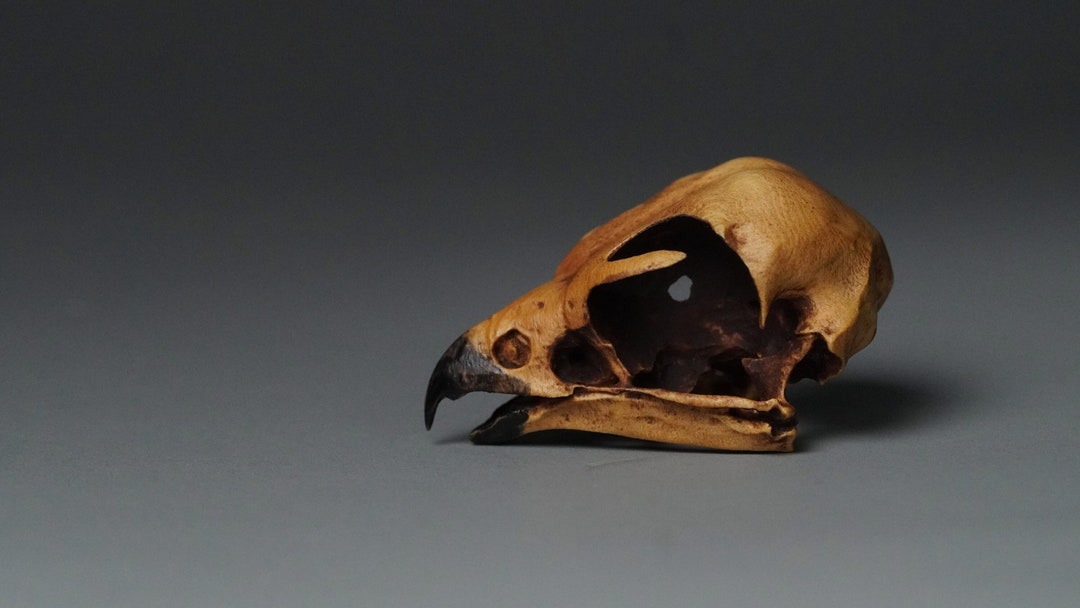 Miniature Peregrine Falcon Skull Wood Sculpture - Etsy