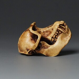 Miniature Gelada Baboon Skull Wood Sculpture - Etsy