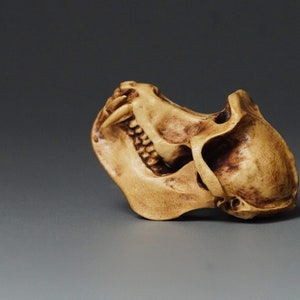 Miniature Gelada Baboon Skull Wood Sculpture - Etsy
