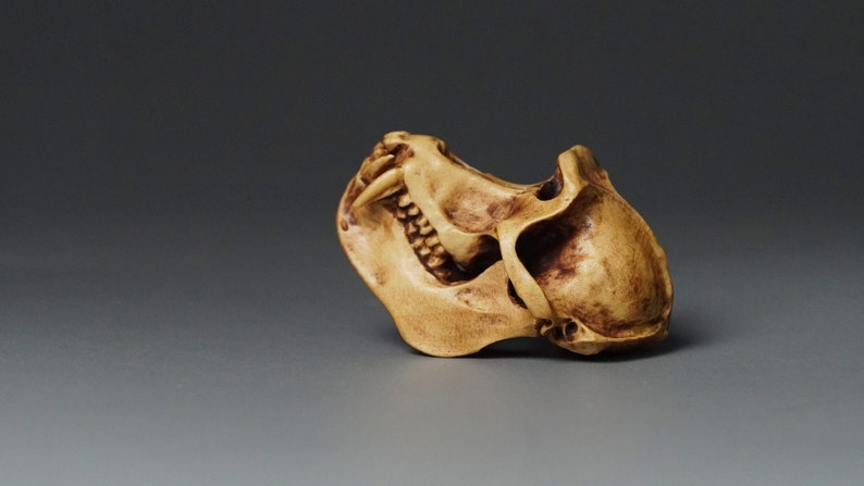 Miniature Gelada Baboon Skull Wood Sculpture - Etsy