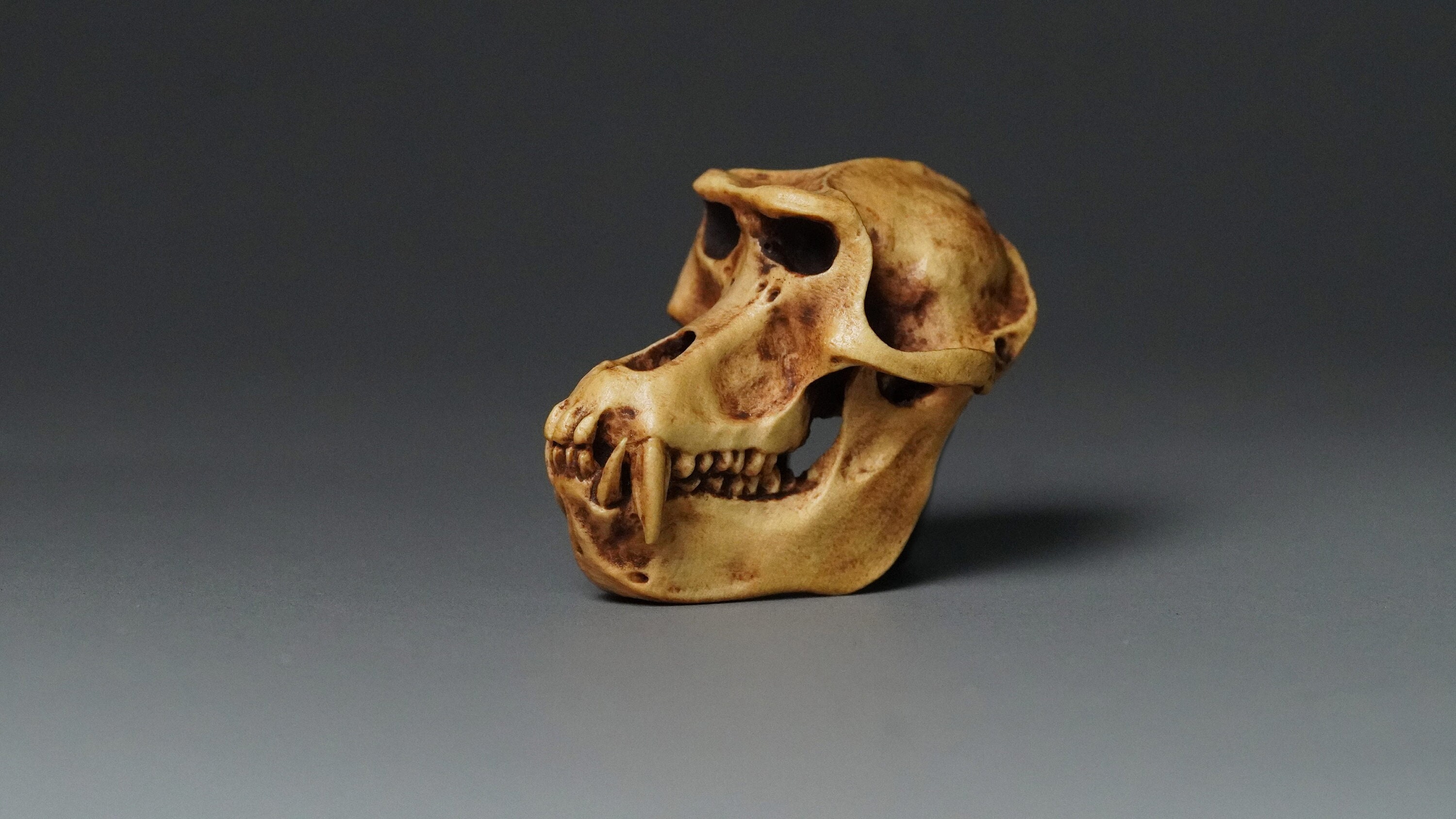 Miniature Gelada Baboon Skull Wood Sculpture - Etsy