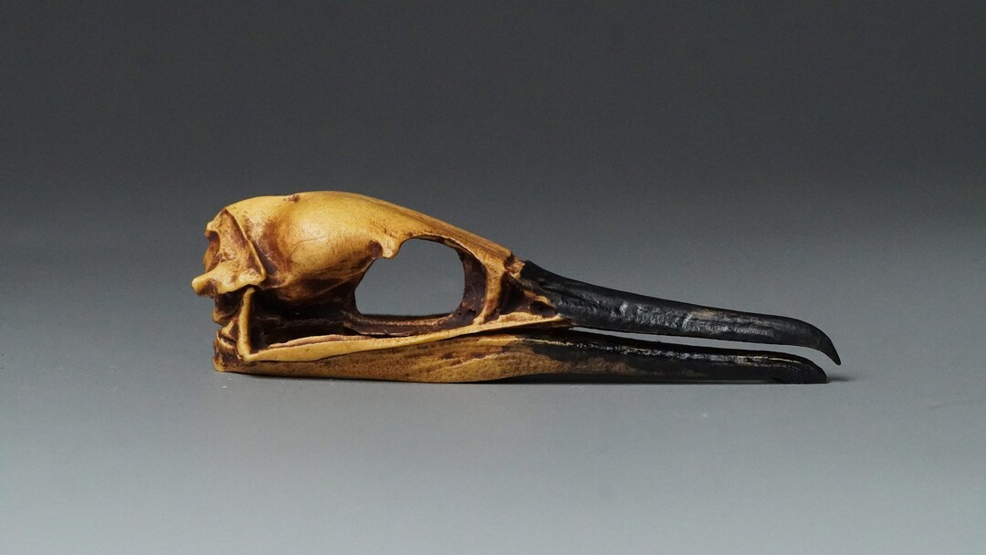Miniature Double Crested Cormorant Skull Wood Sculpture - Etsy