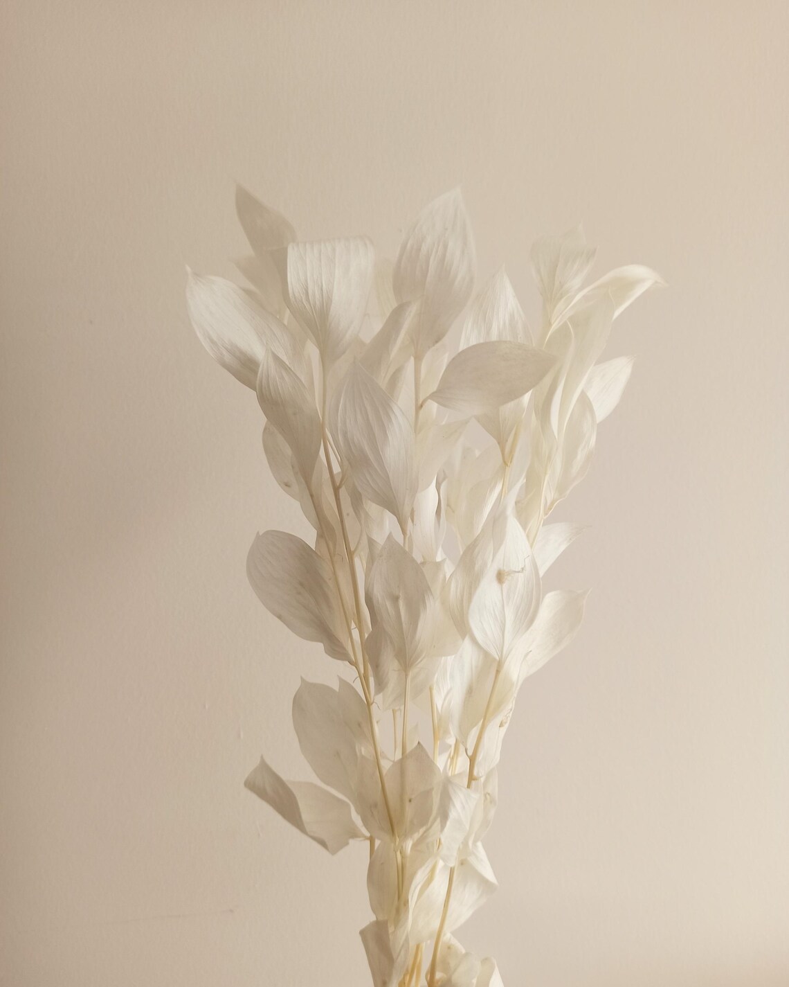 Long Ruscus Leaf, Preserved Flowering Italian Ruscus Plant, Dried ...