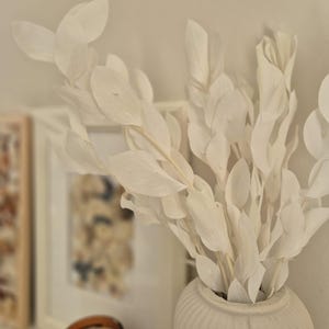 Long Ruscus Leaf, Preserved Flowering Italian Ruscus Plant, Dried ...