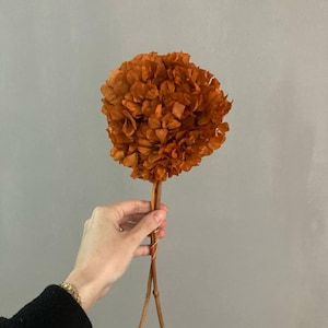 Hydrangea, Dried Flowers, Hydrangea, Shocked Hydrangea, Dried Flower - Etsy