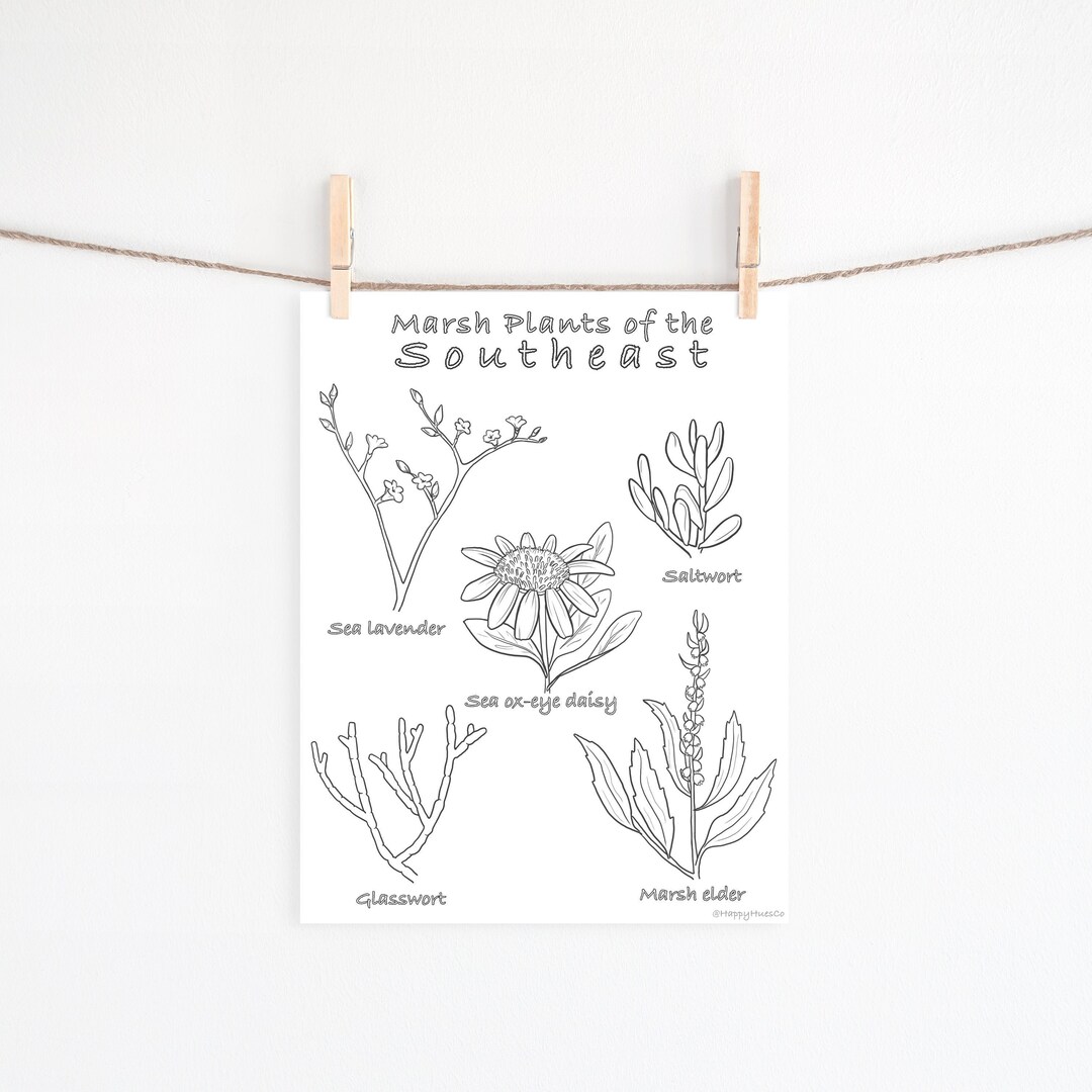 Marsh Plants of Southeast /coloring Pages /digital Download /ocean ...