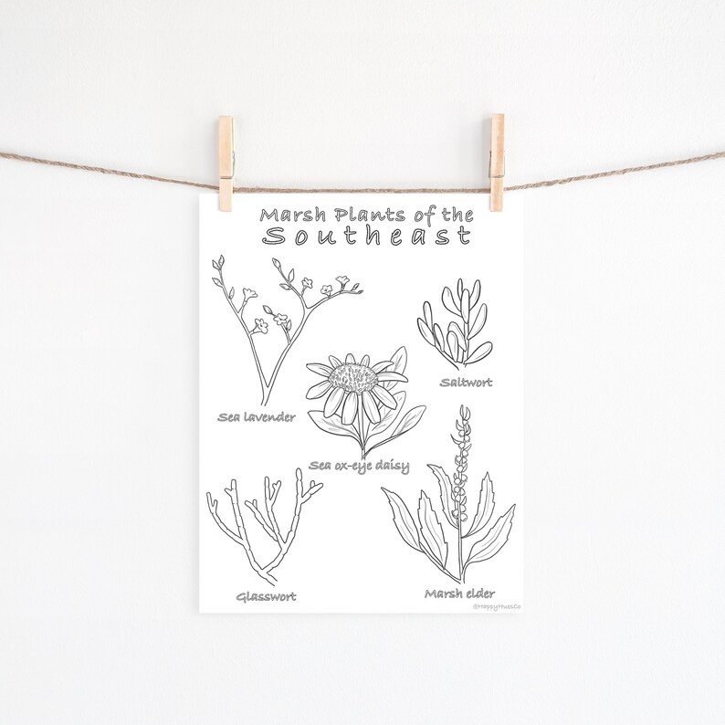 Marsh Plants of Southeast /coloring Pages /digital Download /ocean ...